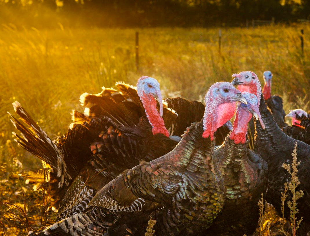 Fatted Calf Thanksgiving Offerings